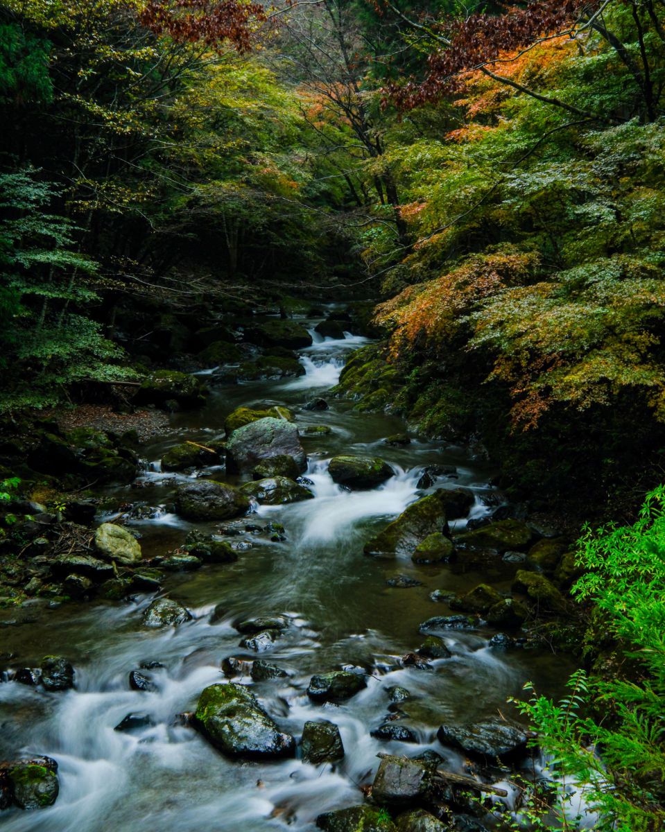 紅葉の渓流 | GANREF