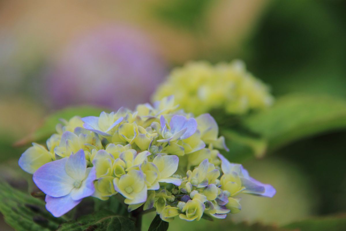 Soft and soft | GANREF