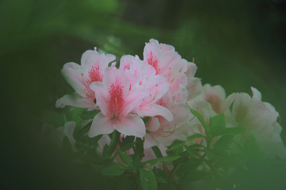 Peace of mind | GANREF