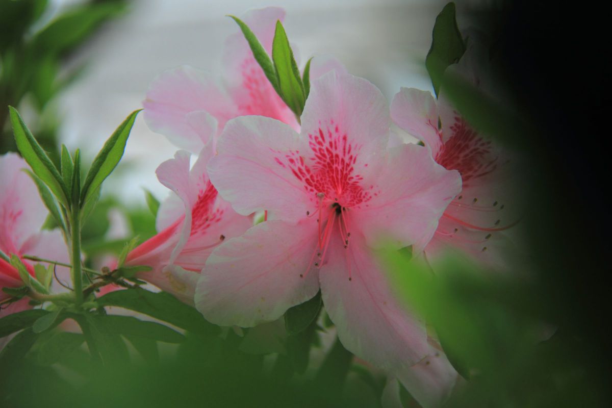 Peace of mind 2 | GANREF