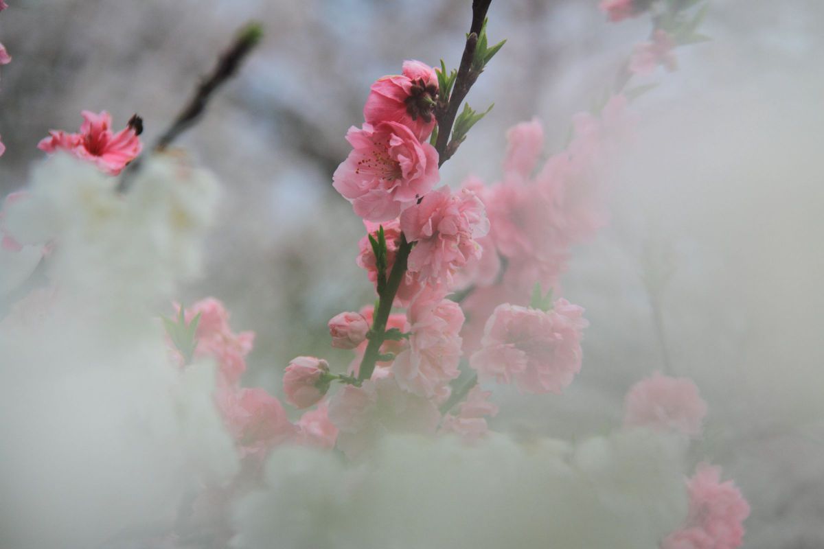 Peach blossom | GANREF