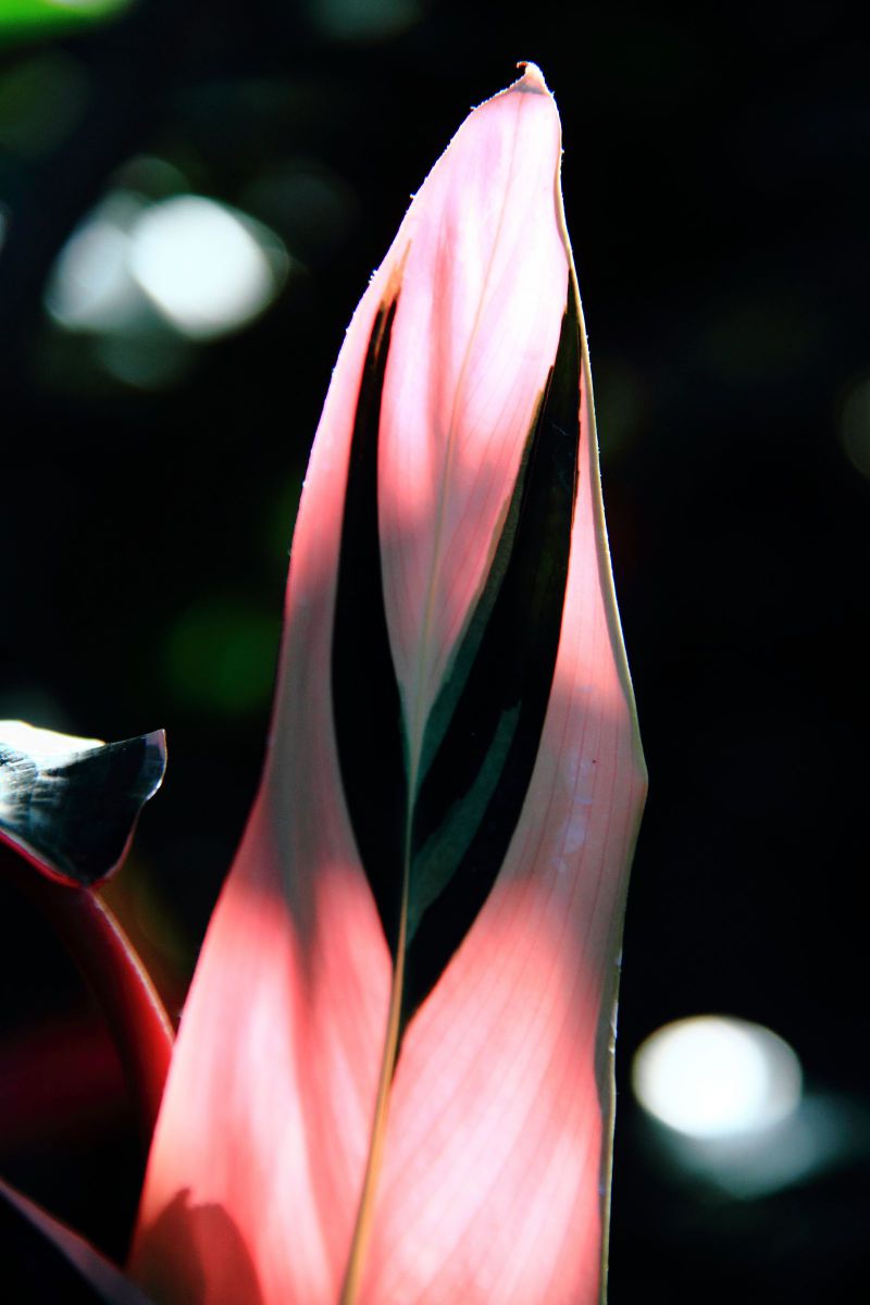 サインはV | GANREF