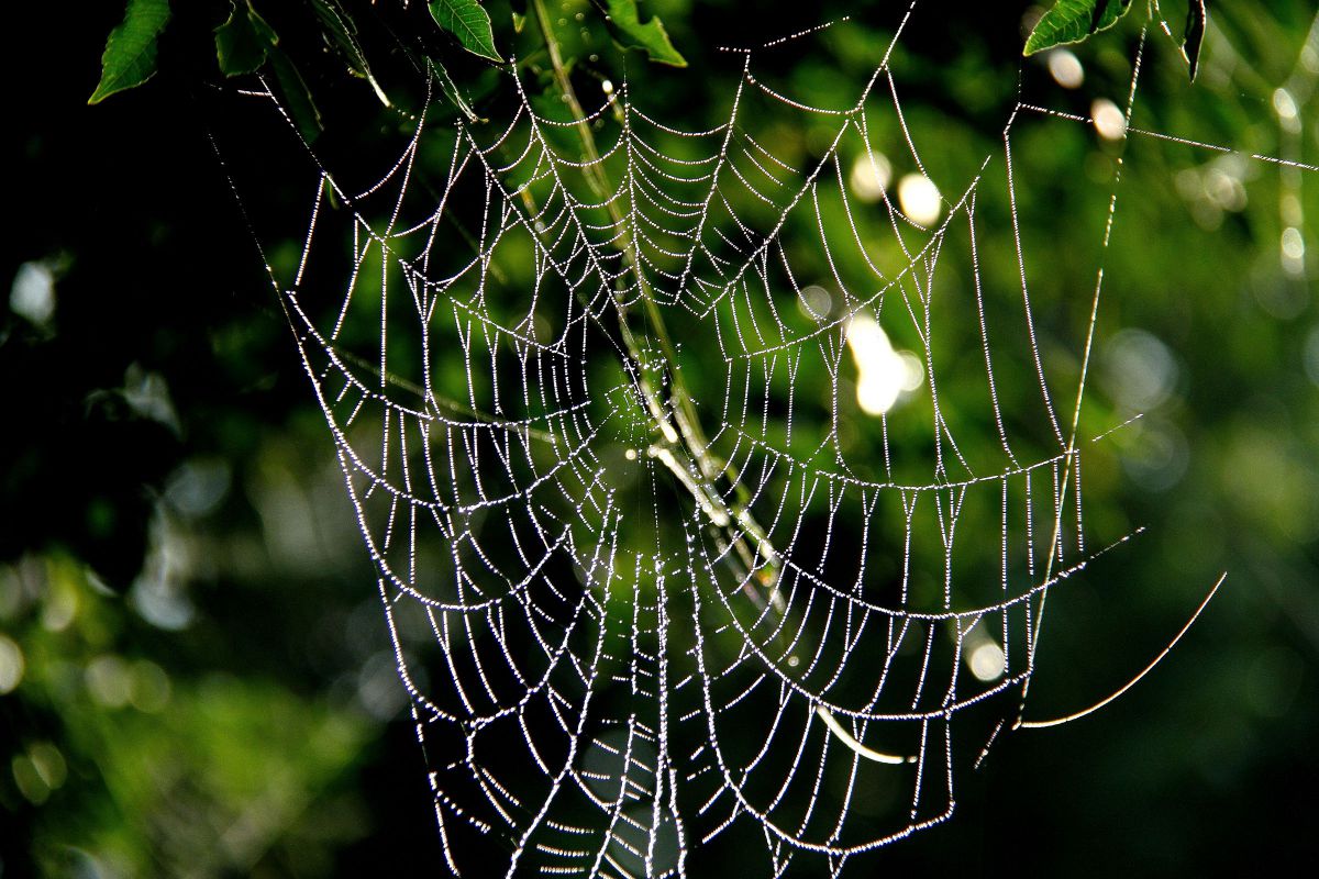 Shining net | GANREF