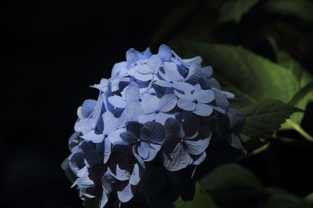 Light and shadow | GANREF