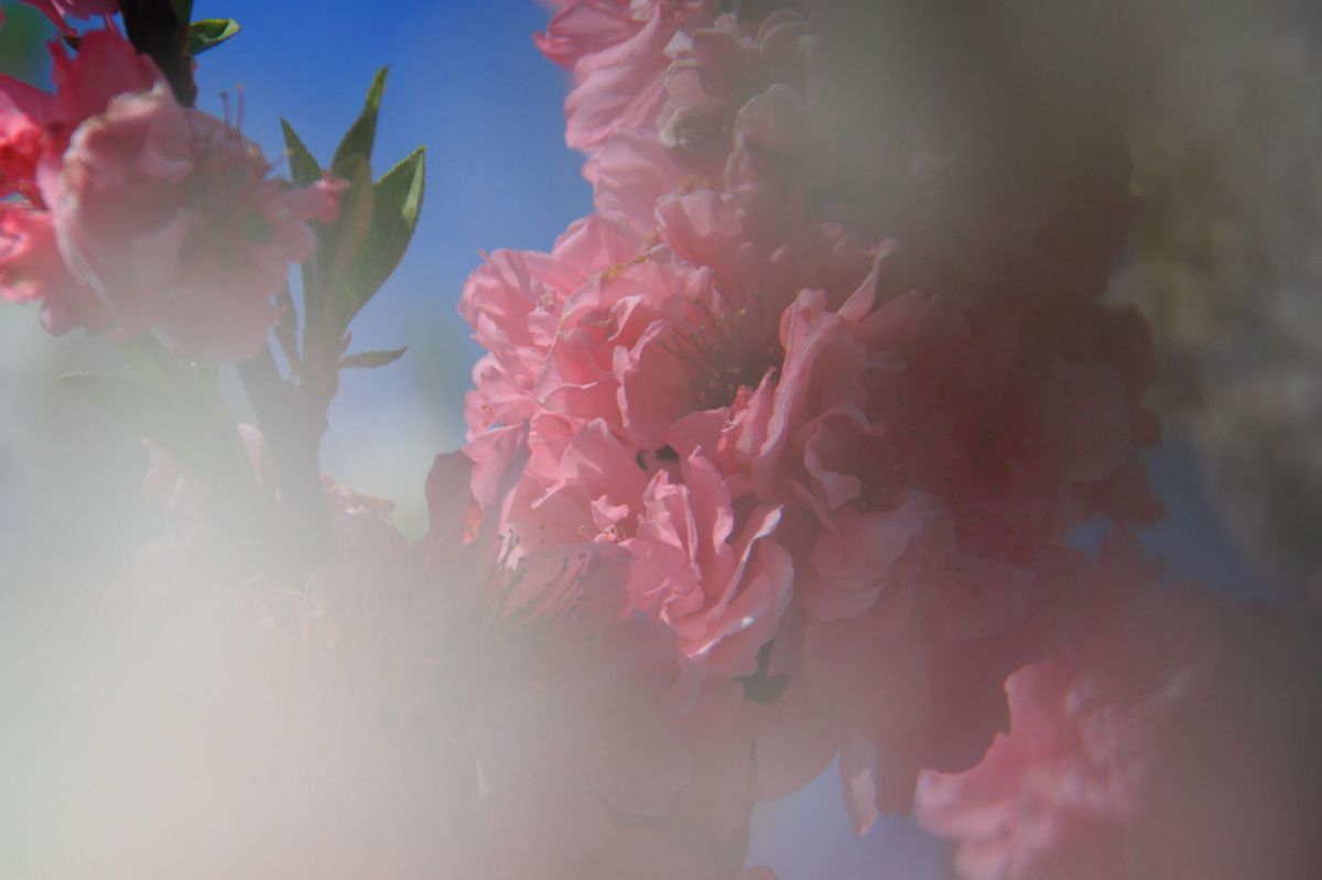 Spring dream | GANREF