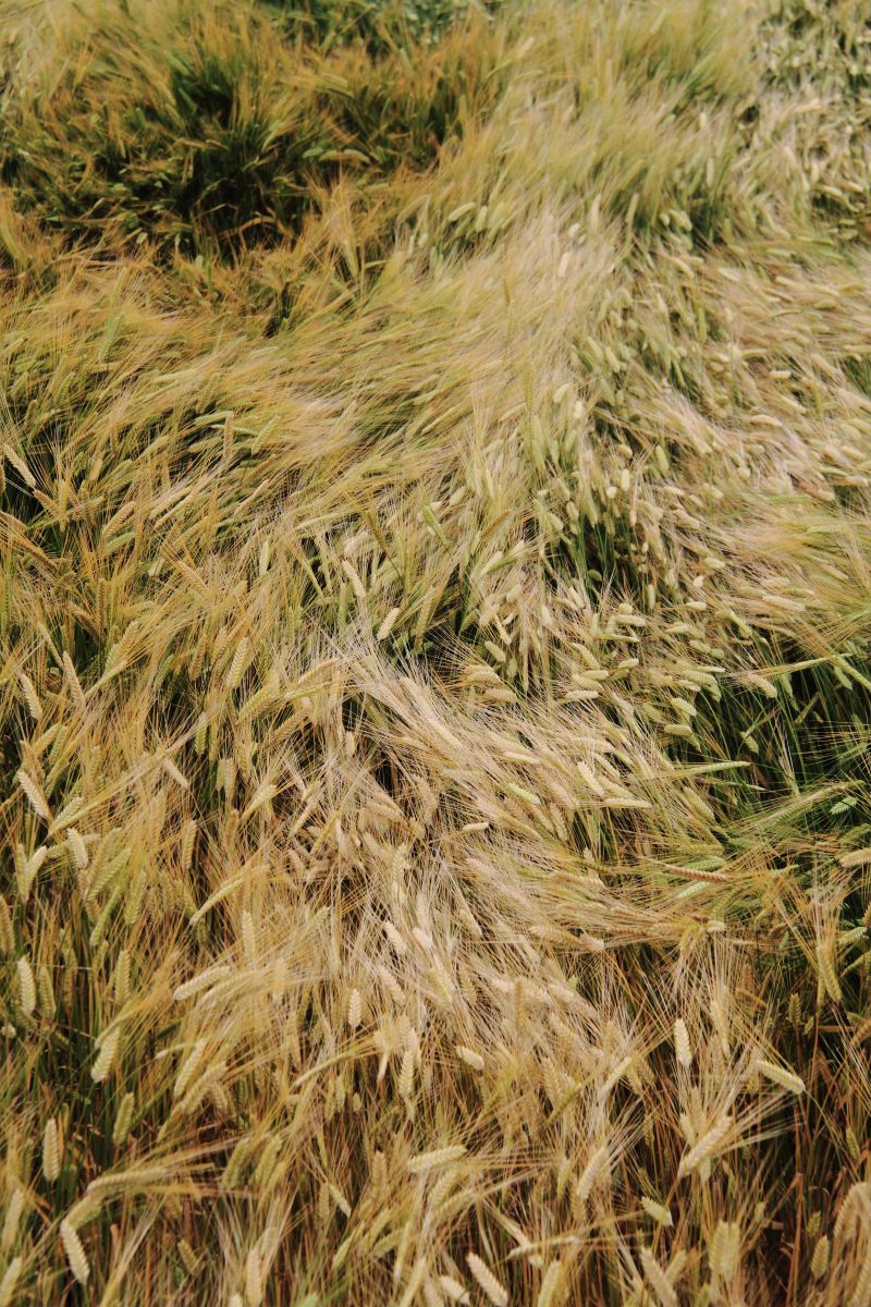 Path of wind | GANREF