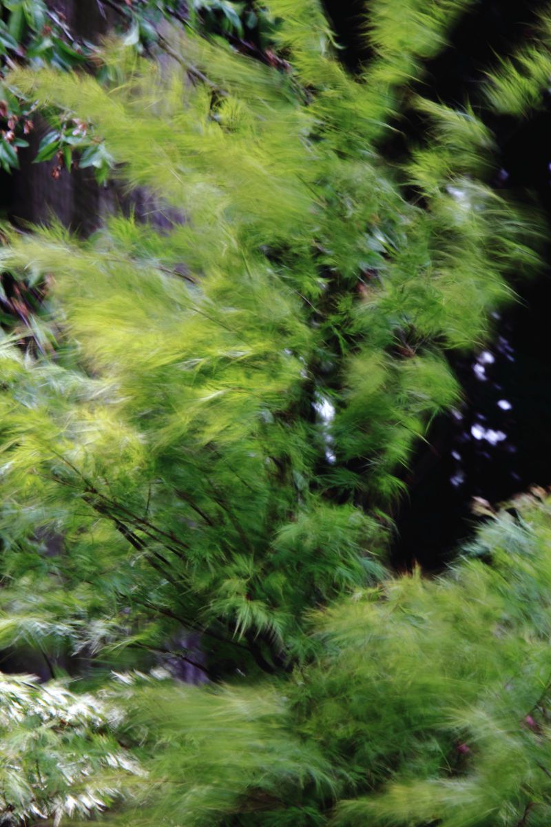 Green Wind 2 | GANREF