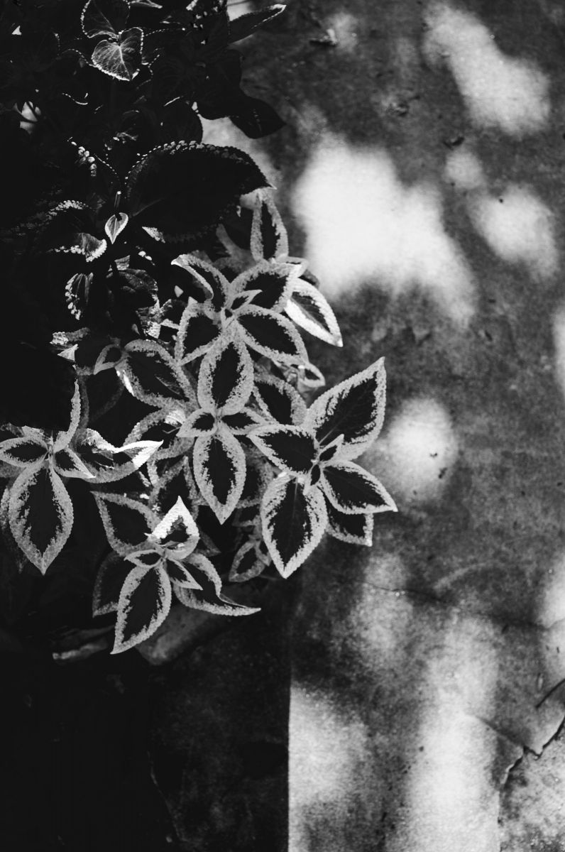 shadow & light | GANREF