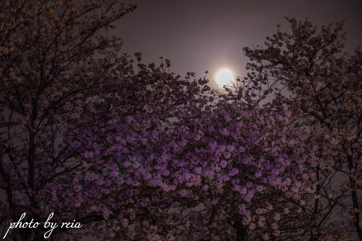 Cherry moon | GANREF