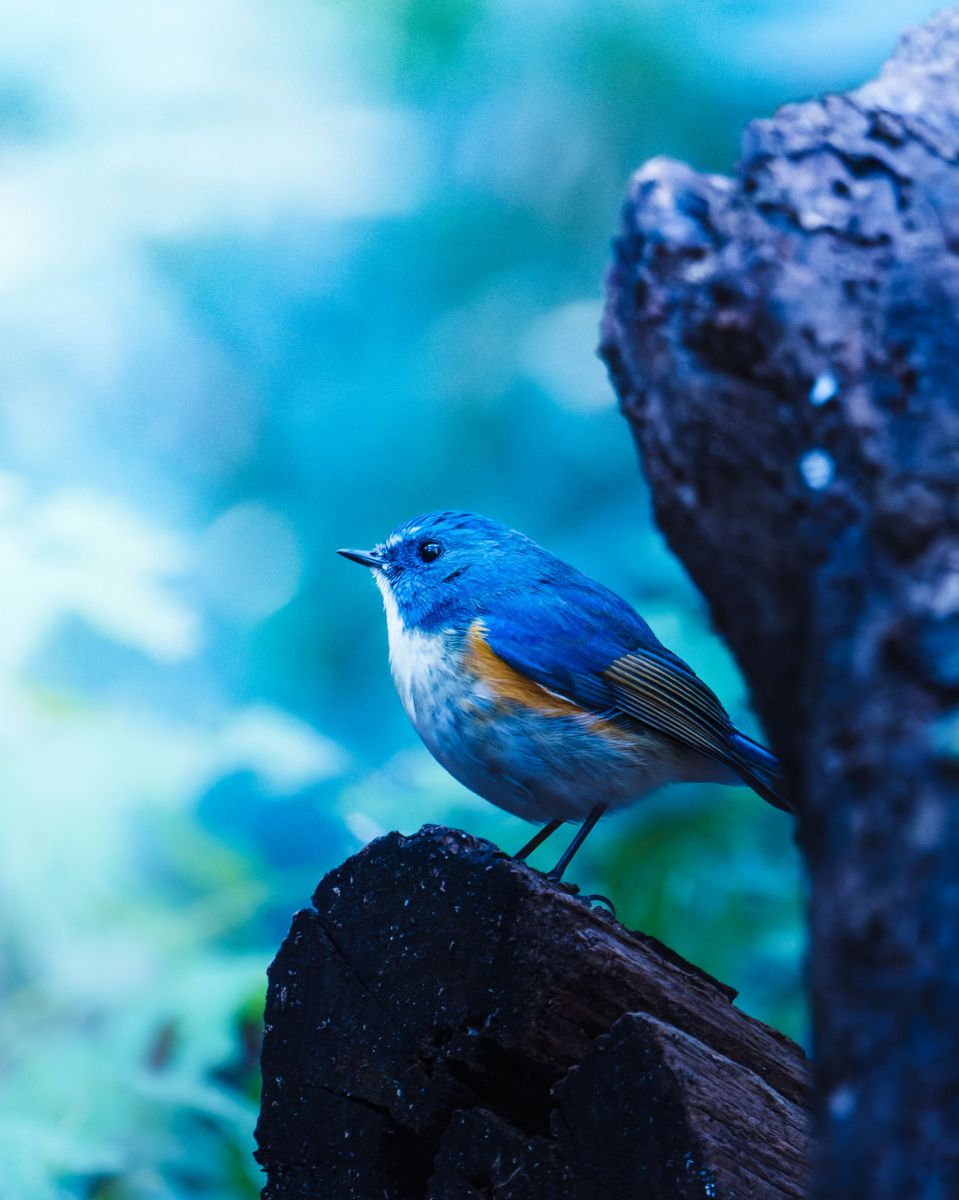 最強で無敵のアイドル | GANREF