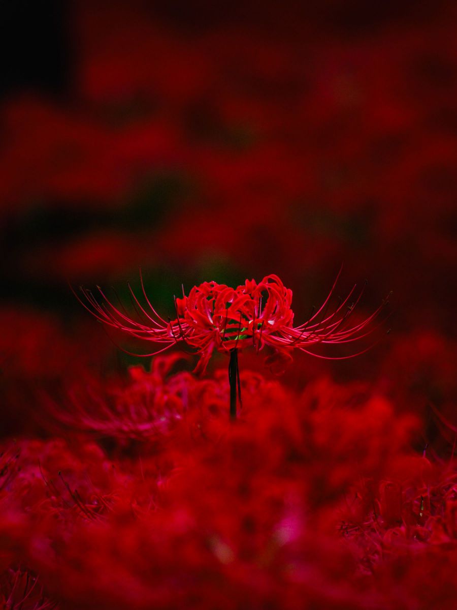 Shall we ダンス？ | GANREF