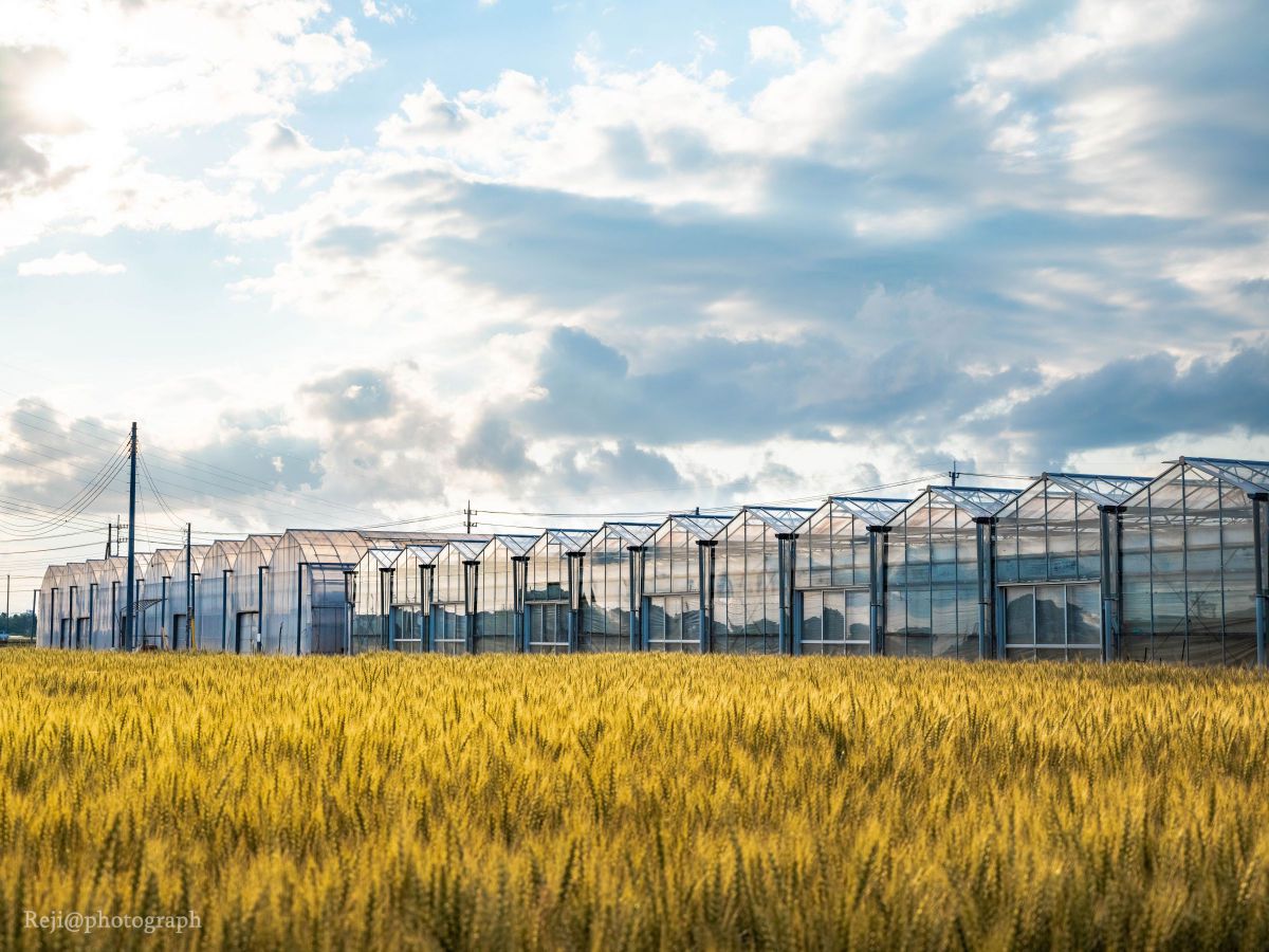 Golden－time | GANREF