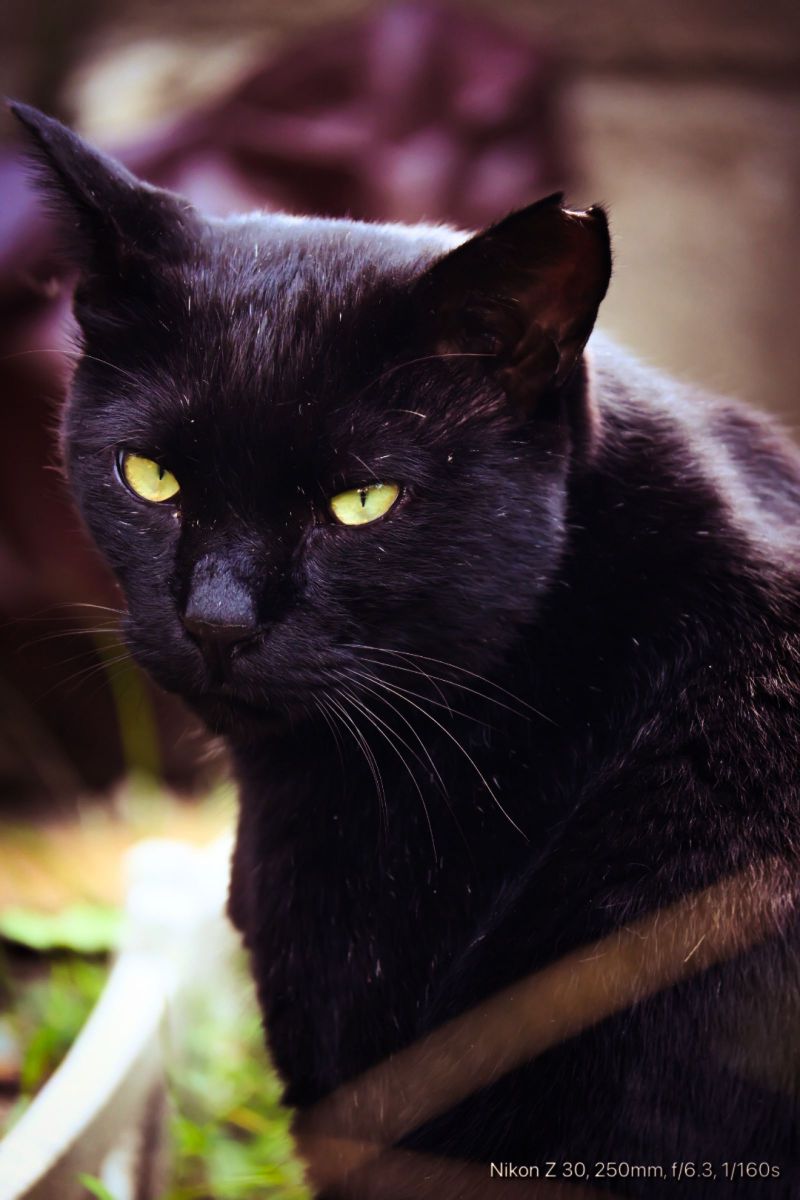 見返りface | GANREF