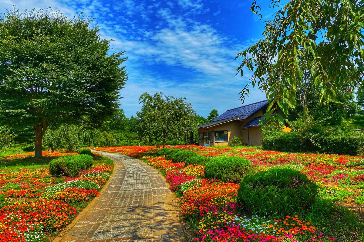 満開のボーチカラ(安達ケ原ふるさと村) | GANREF