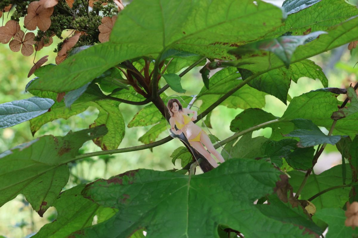 森の妖精 | GANREF