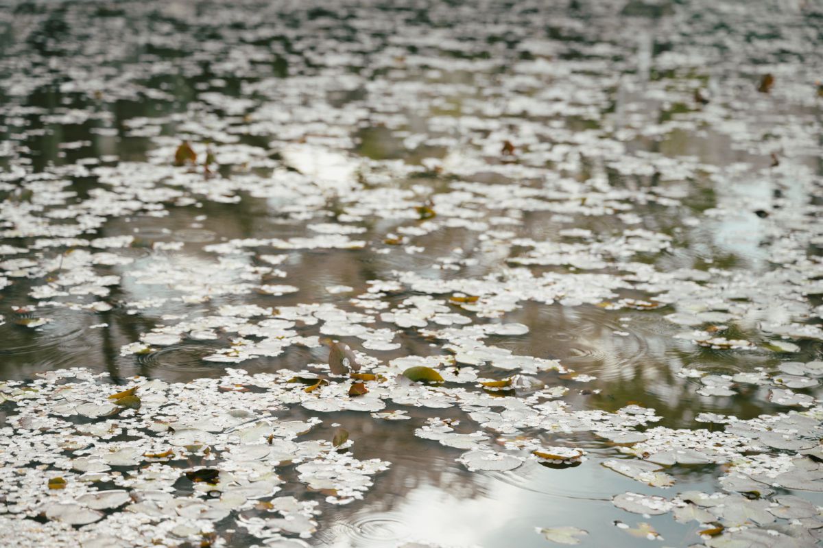 DSC_8911.jpg | GANREF