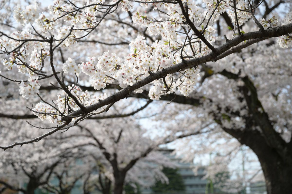 DSC_8916.jpg | GANREF