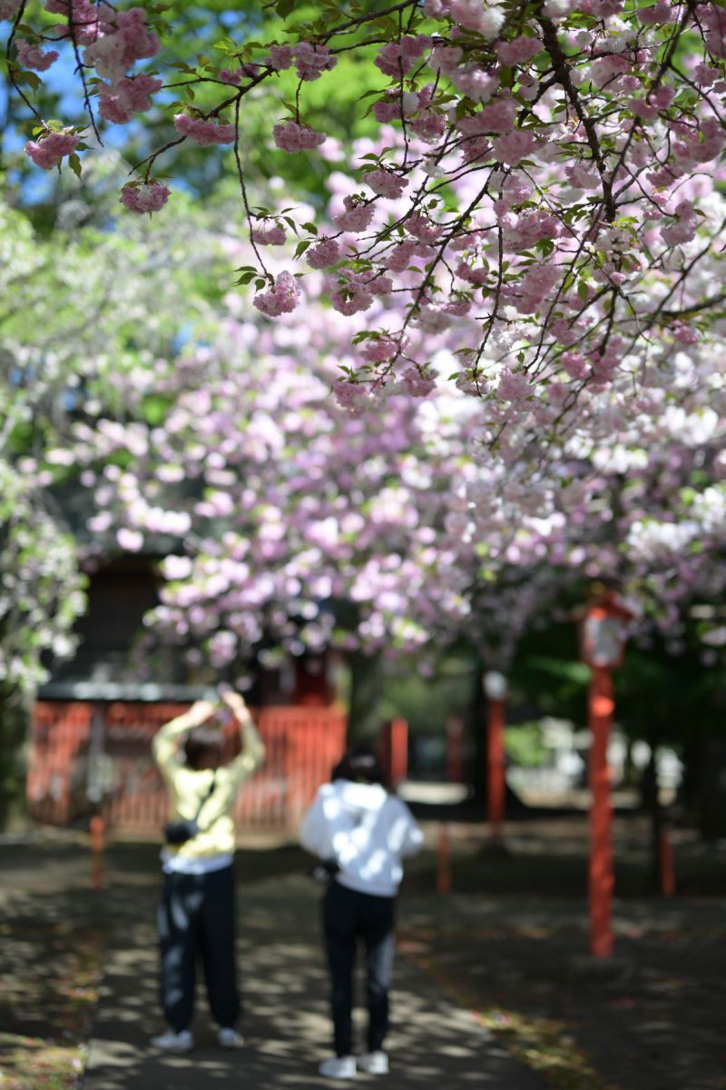 [ニコン Z8＆大三元レンズ]NIKKOR Z 50mm f/1.2 Sを再び。 | GANREF