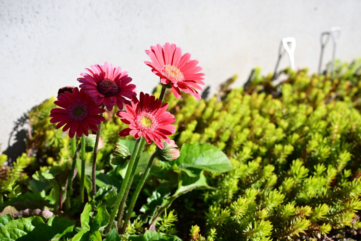 DSC_9400.jpg | GANREF