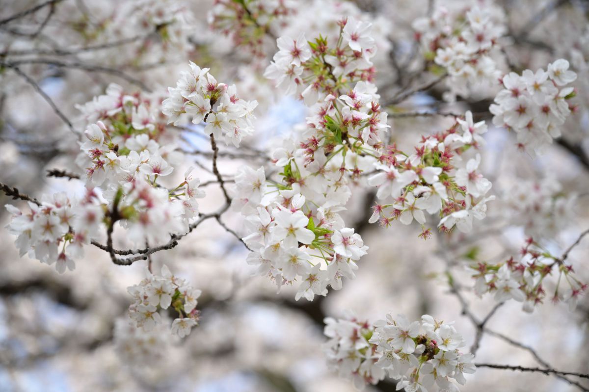 DSC_8829.jpg | GANREF