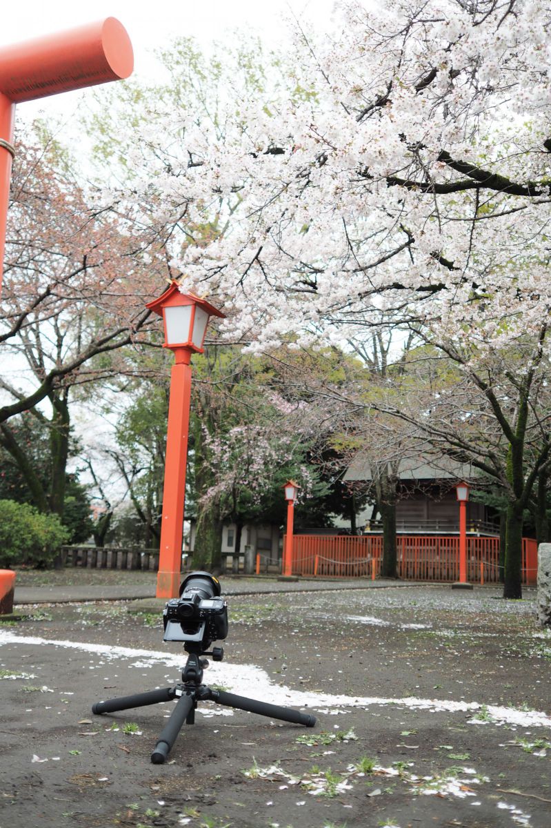 [ニコン Z8＆大三元レンズ]雨上がりの桜タイムラプス顛末記 - 桜に導かれ、そして市長に出会う？ | GANREF