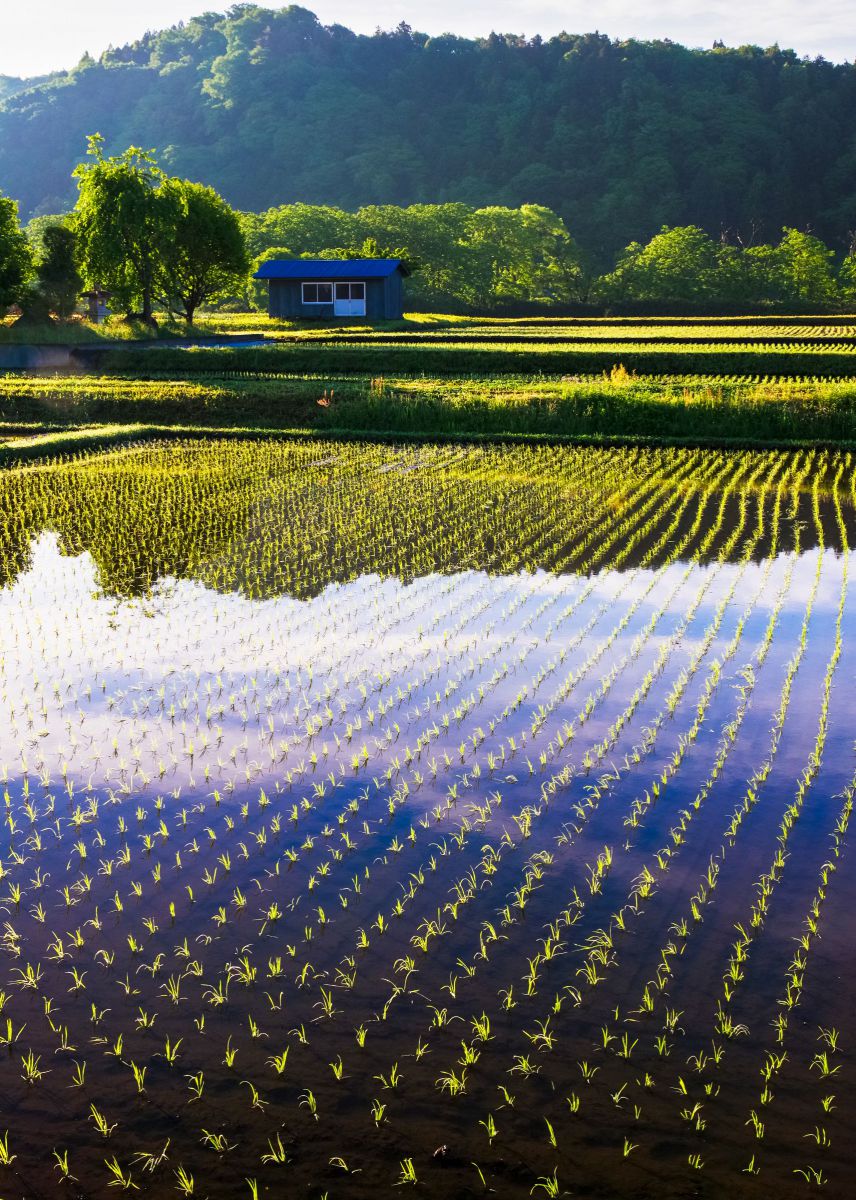 田植えの頃 | GANREF
