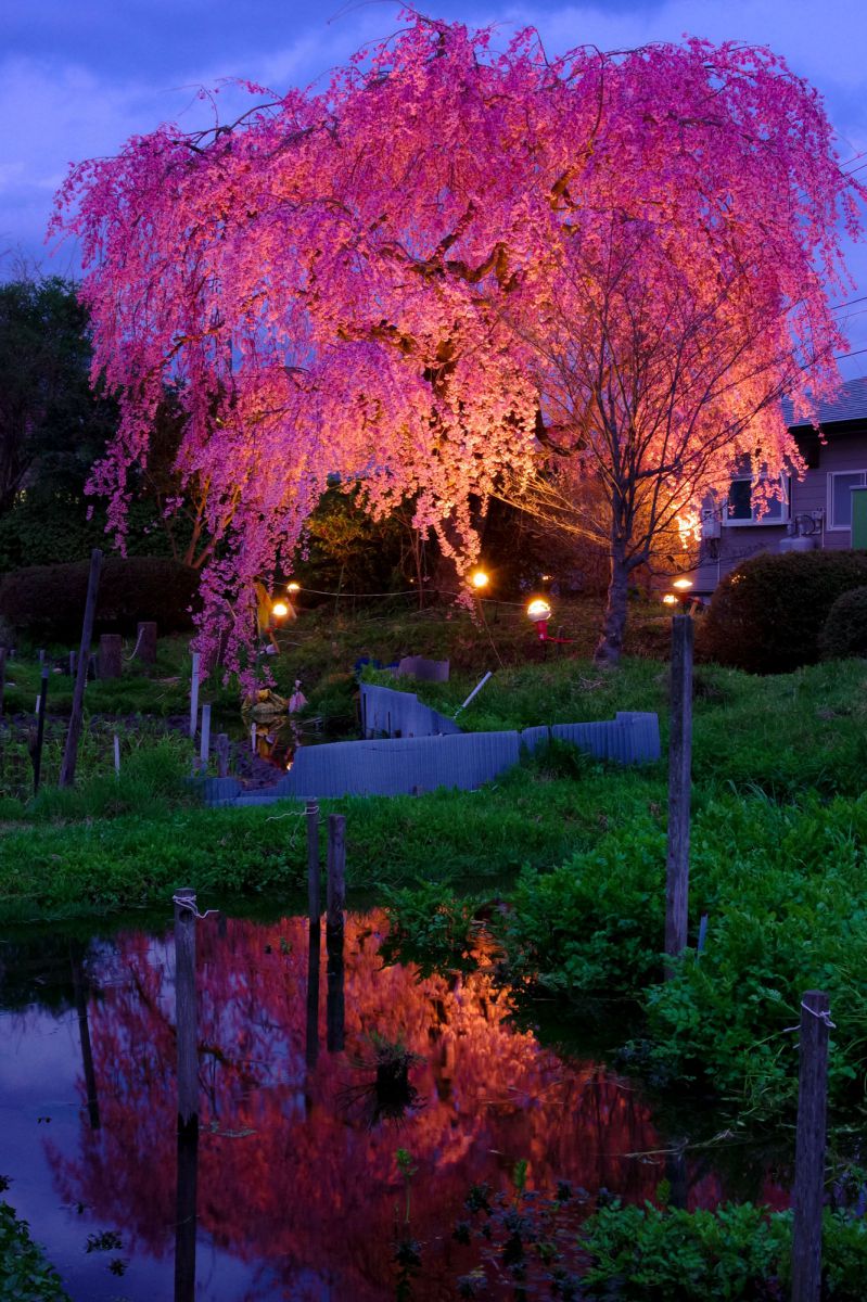 公園のしだれ桜 | GANREF