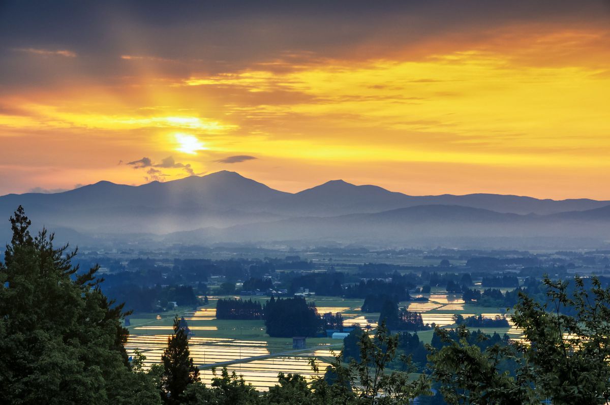 黄金色に染める | GANREF