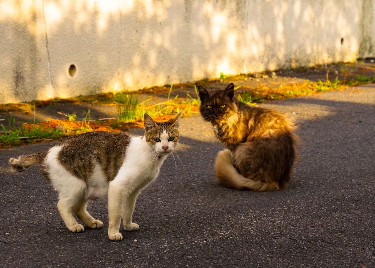 にゃんだにゃぁ？ | GANREF