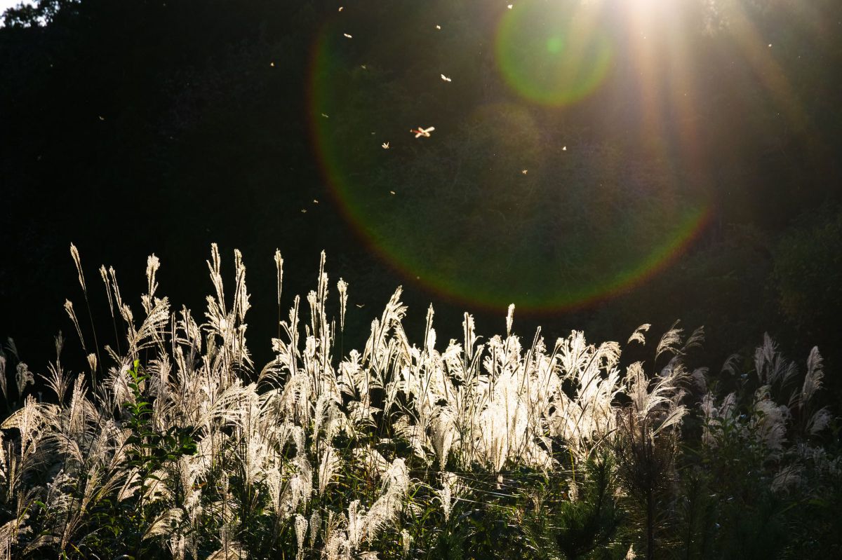 黄昏飛翔 | GANREF