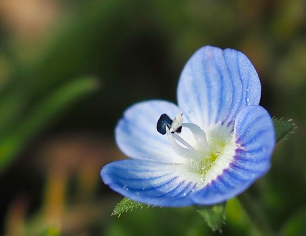 blue spring | GANREF