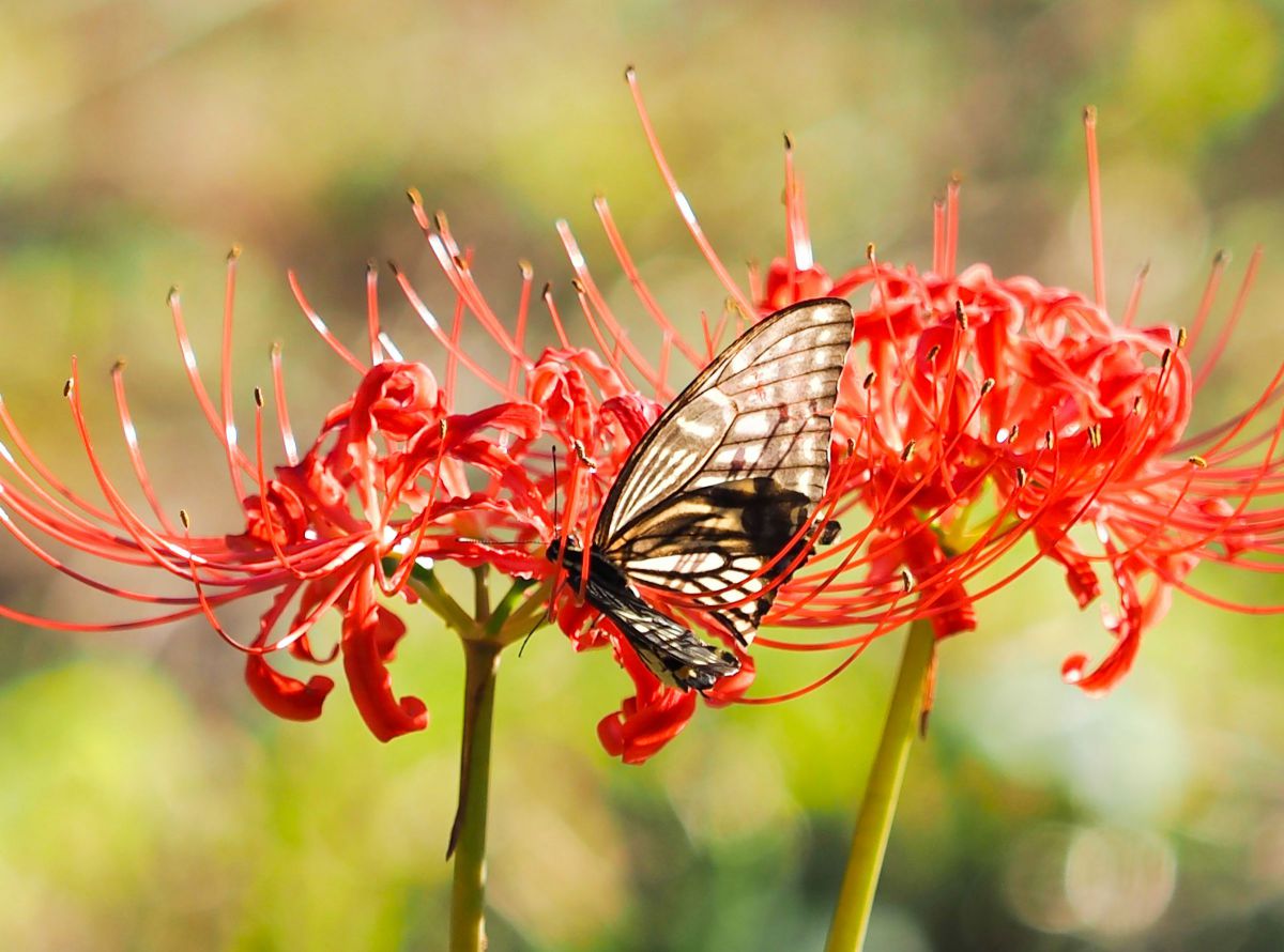 涙ぐましいほどに、、 | GANREF