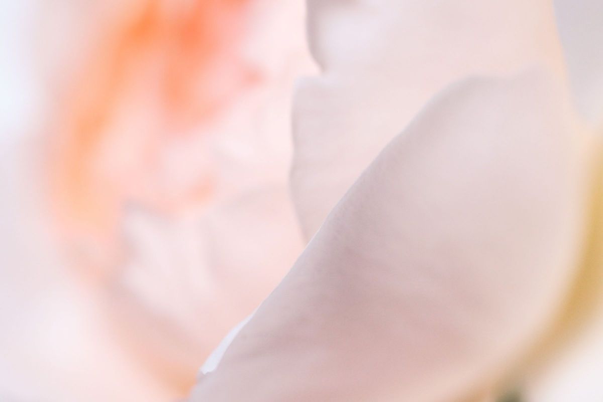 my favorite edge | GANREF