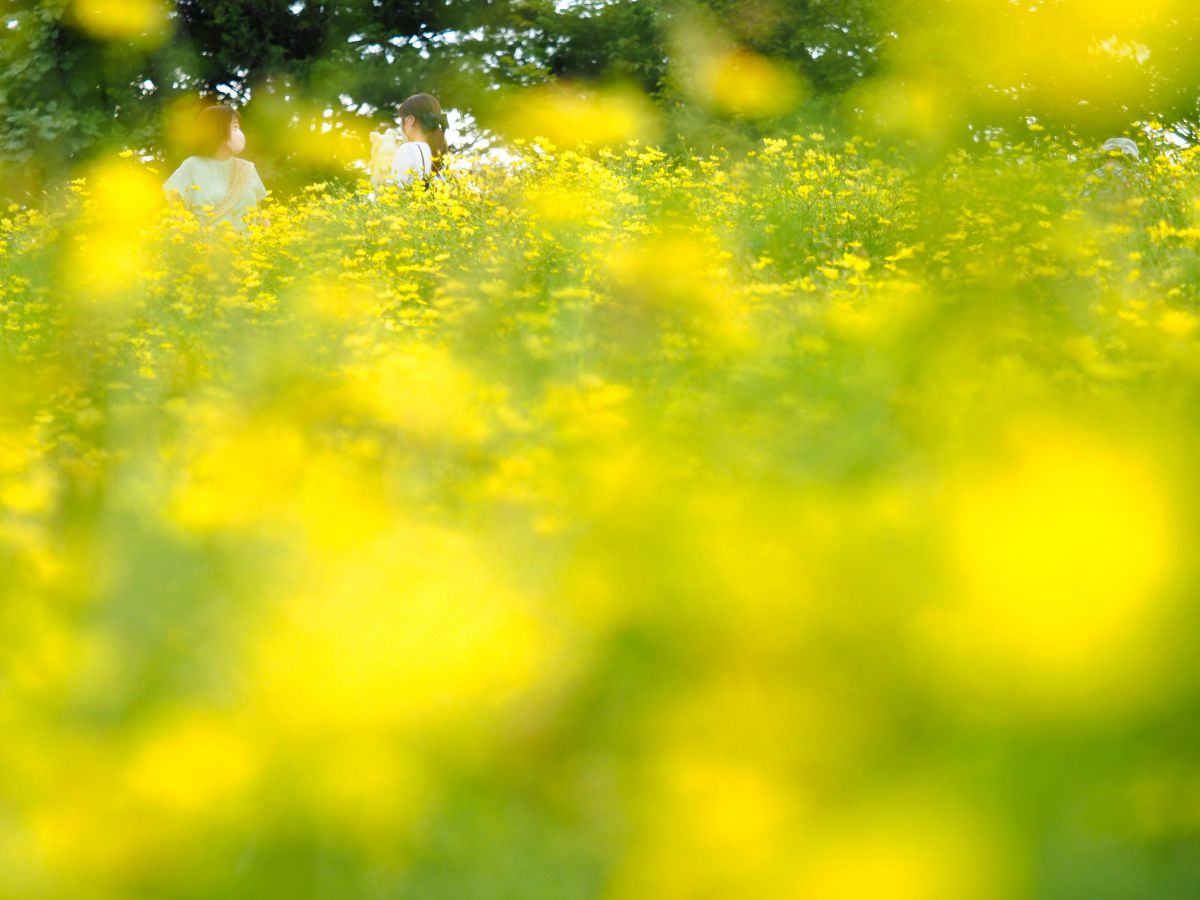 語らい˚⁎⁺˳ ༚ | GANREF