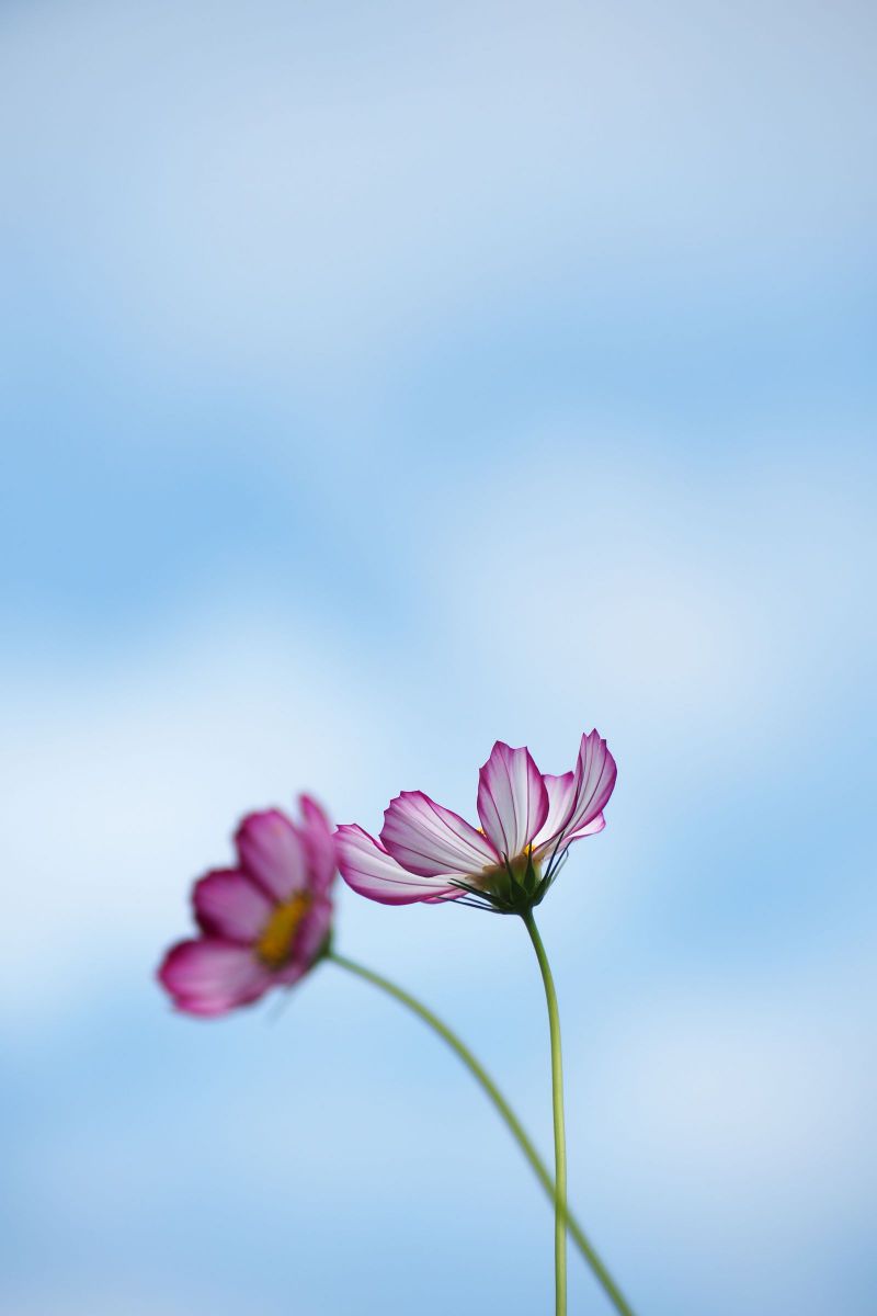 close to you | GANREF