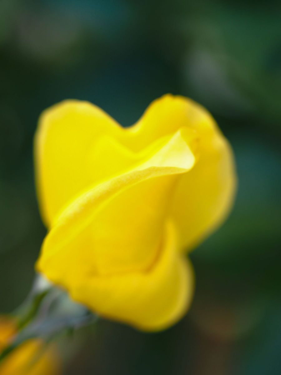 yellow line | GANREF