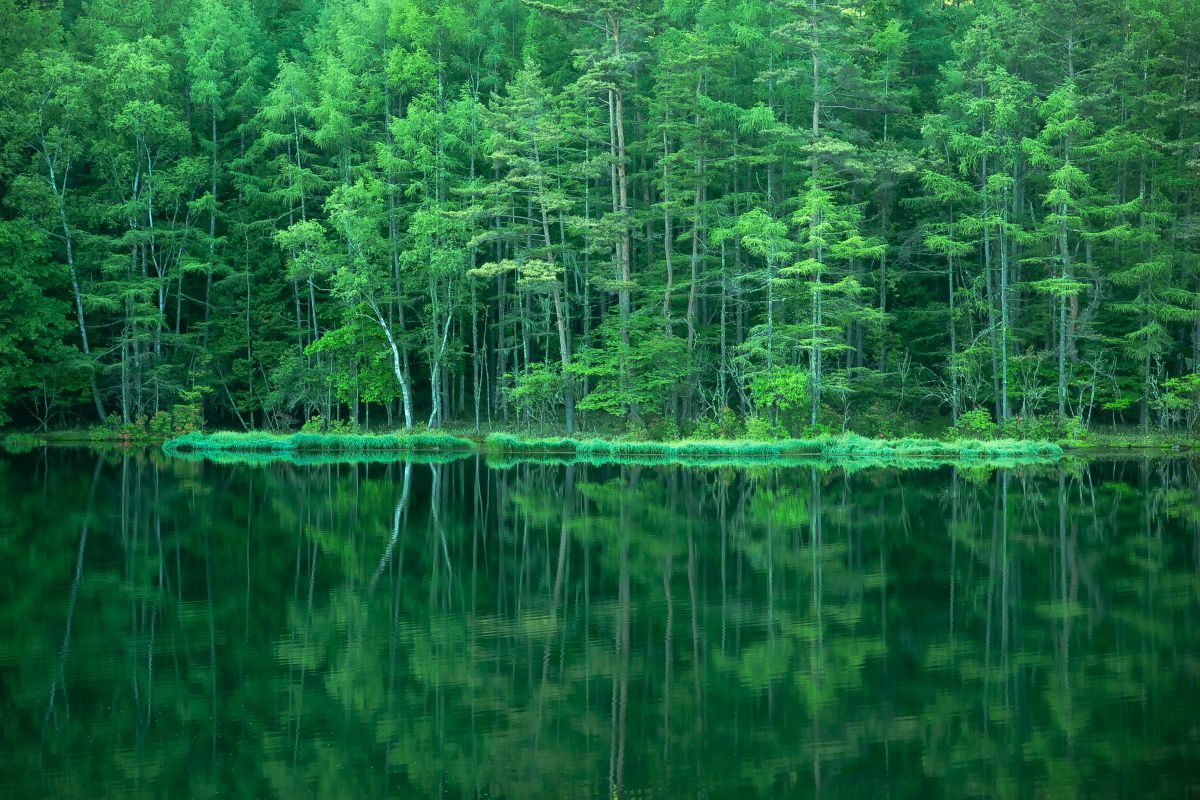 魅惑のGreen | GANREF