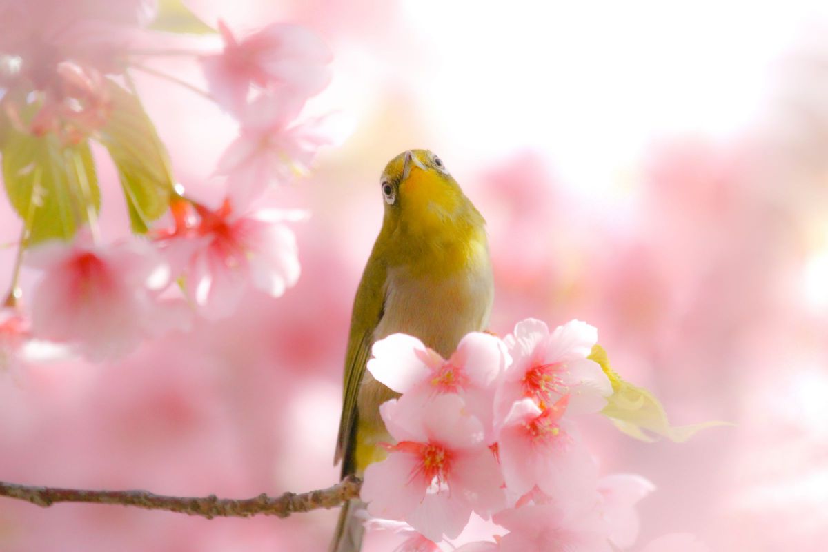 Sweet memories | GANREF