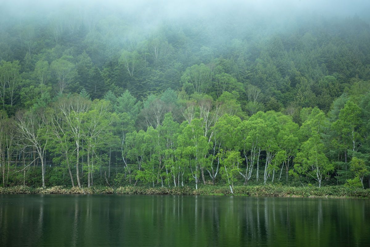 fresh green | GANREF