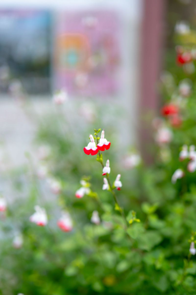 Salvia microphylla 'Hot Lips' | GANREF
