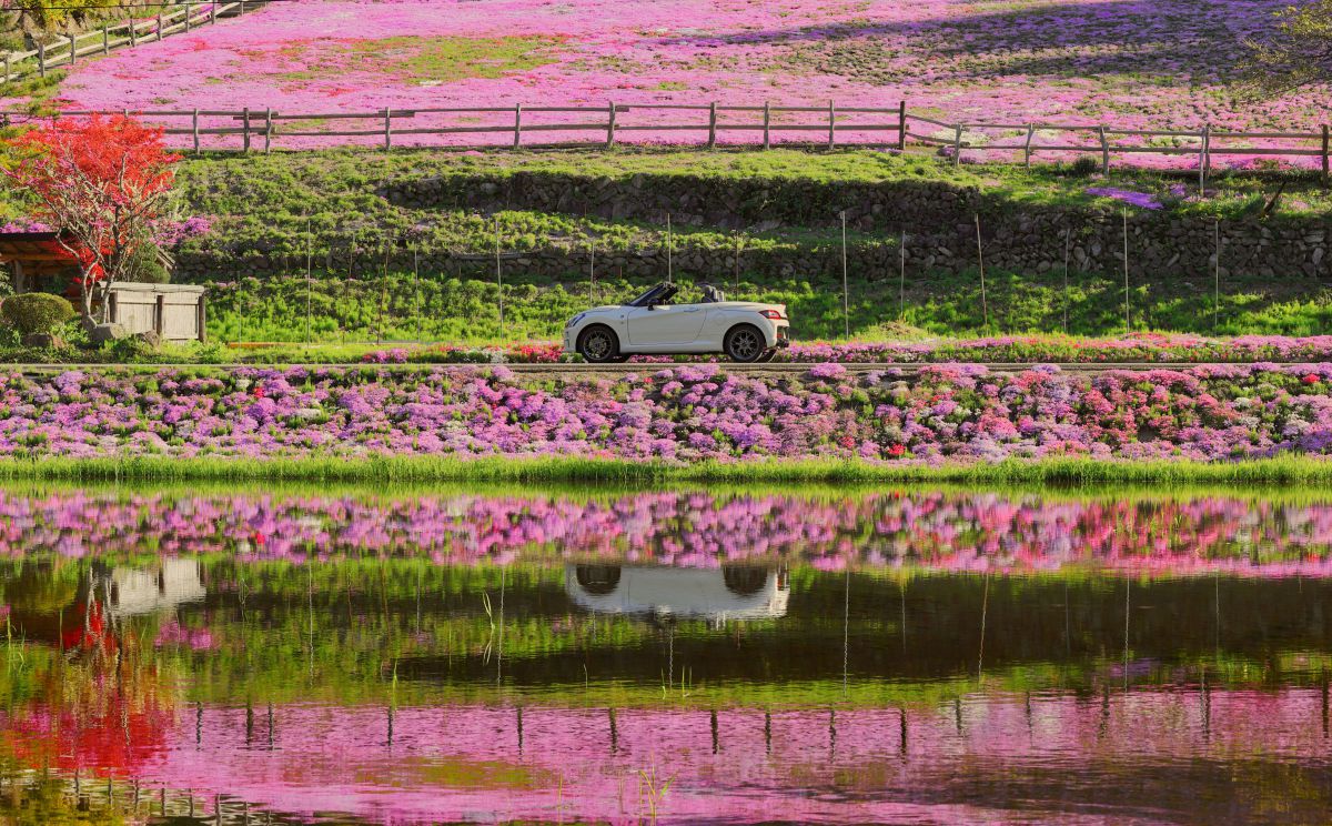 芝桜復活！ | GANREF