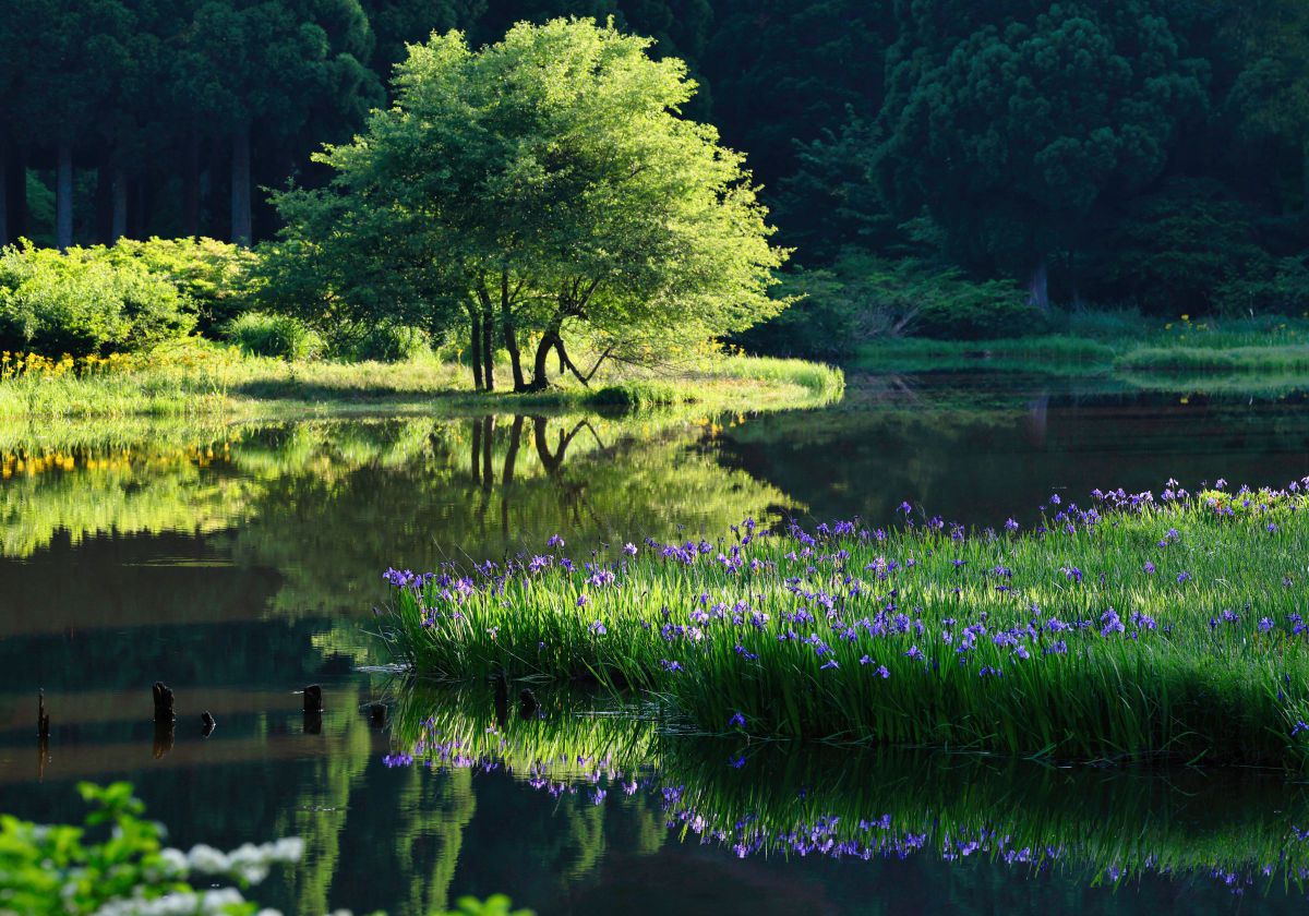 湿原の美しい朝 その6（LAST） | GANREF