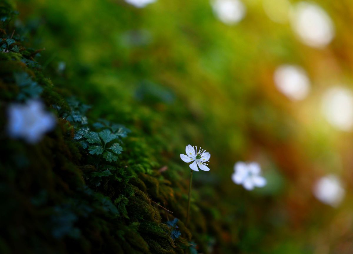 森の妖精 | GANREF