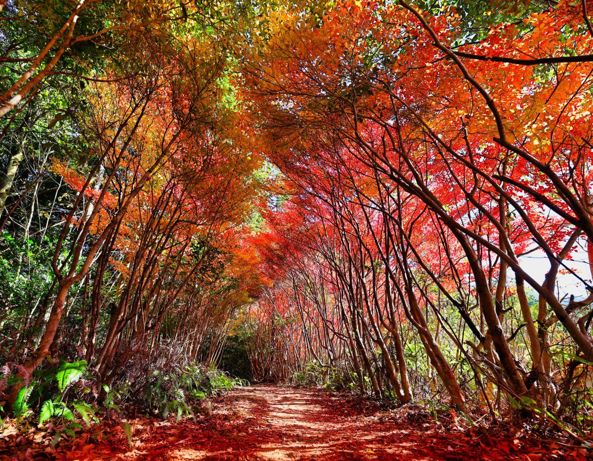 トトロの森 | GANREF