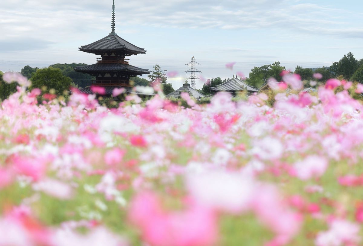 彩りの法起寺 | GANREF