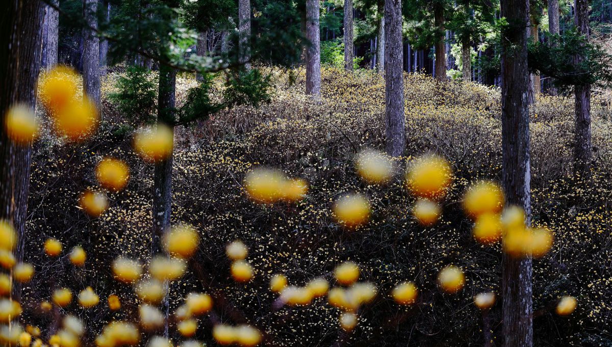 甘～い香り | GANREF