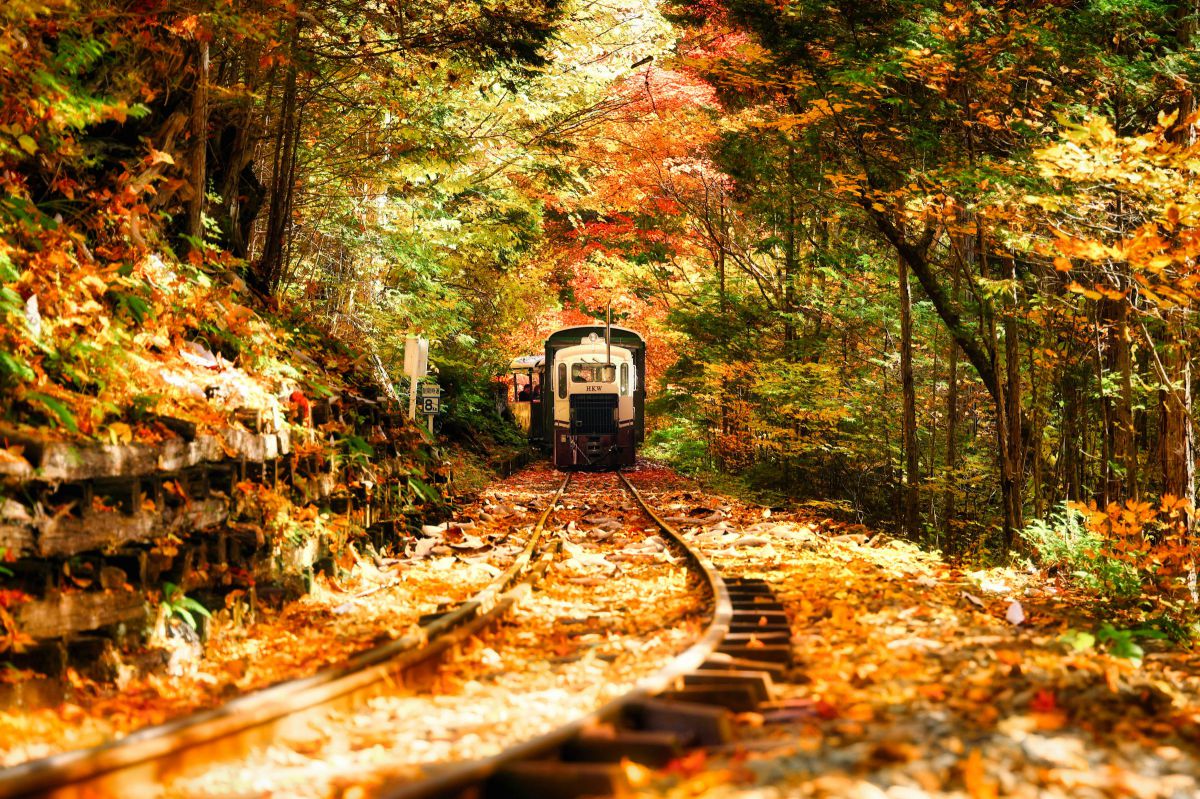 いつかの紅葉 | GANREF