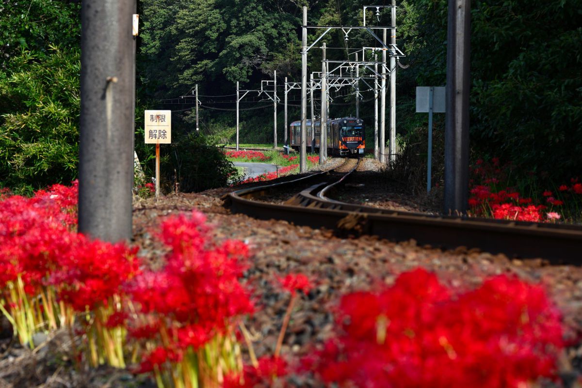 とことこ電車 ② | GANREF