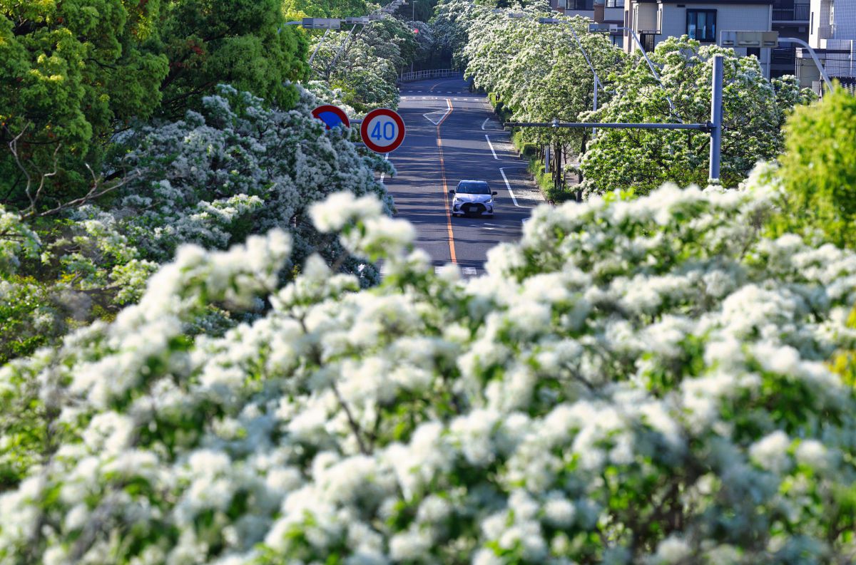 初夏に雪降る | GANREF