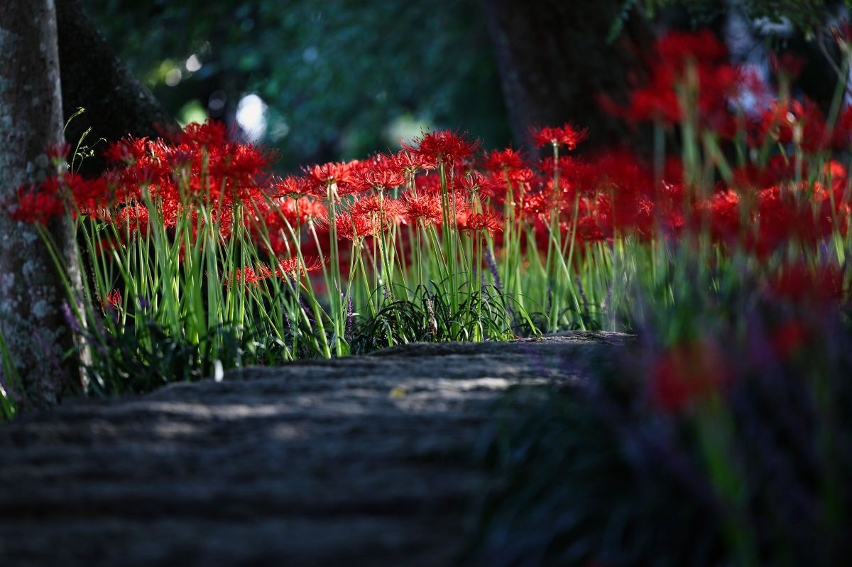 彼岸花始めました | GANREF